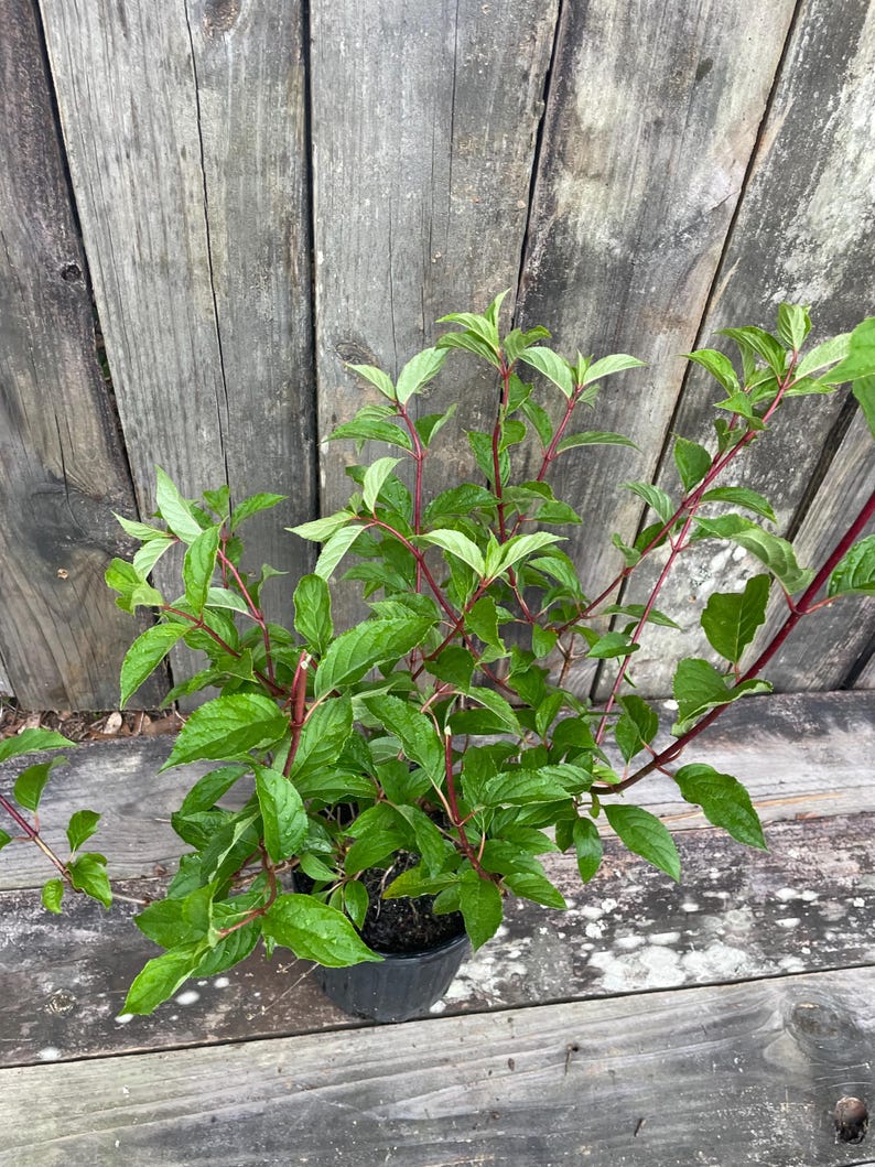 Strawberry Sundae Hydrangea 1 Gallon Live Plant | Compact Pink Panicle ...
