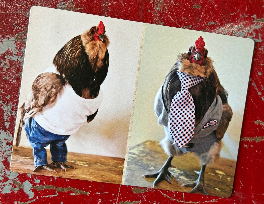 Dapper Chicken Magnet: Rooster in Suit and Jeans Collage (4" X 5.5") - Etsy