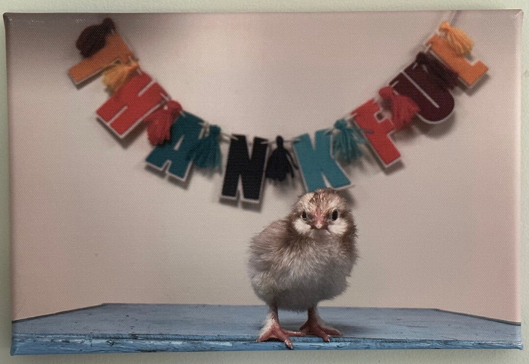 8" X 12" Canvas Chicken Art - Thankful Chick - Etsy