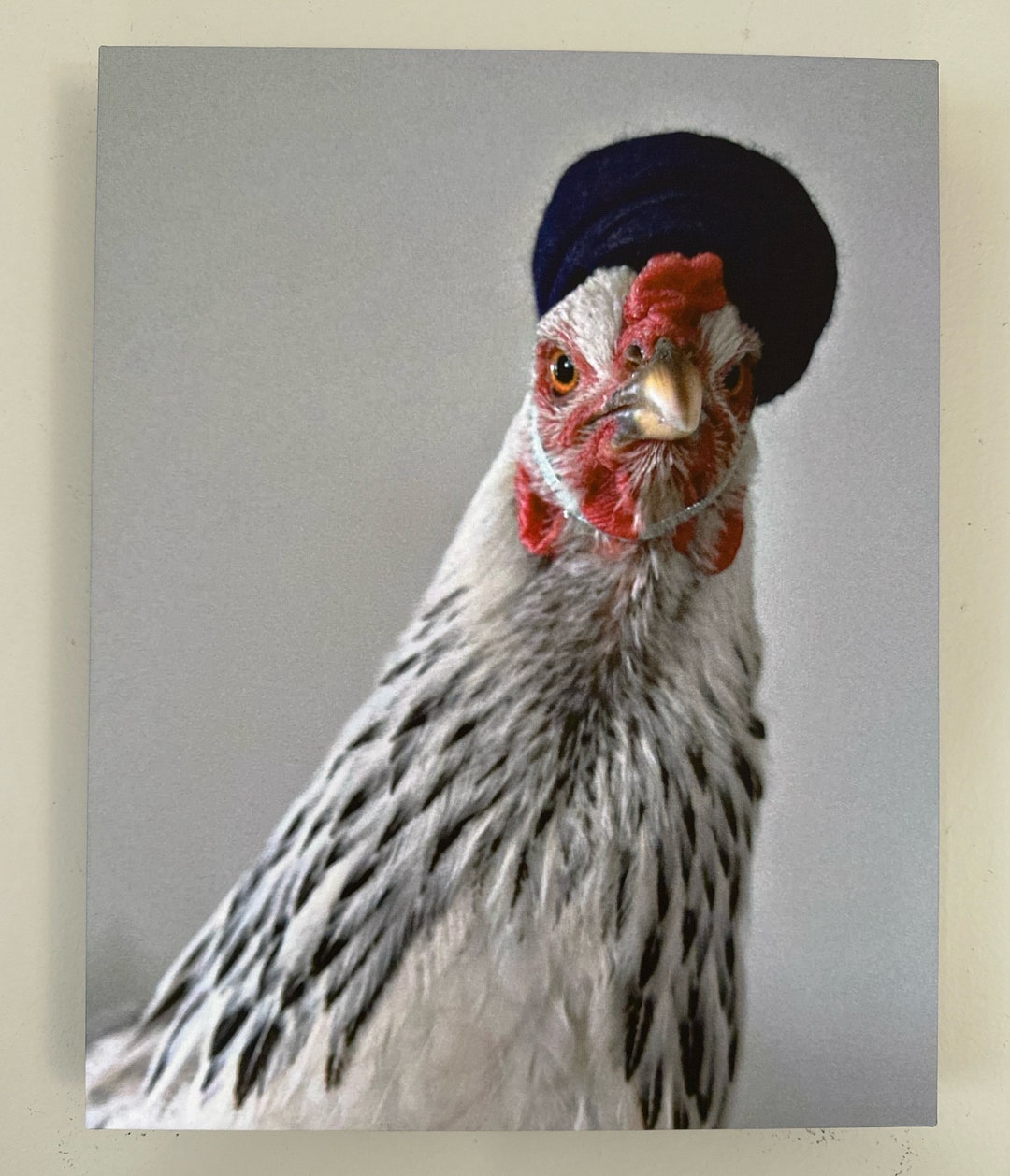 11" X 14" Canvas Mounted Photo - Chicken Art - Judgey Hen in Blue Hat ...