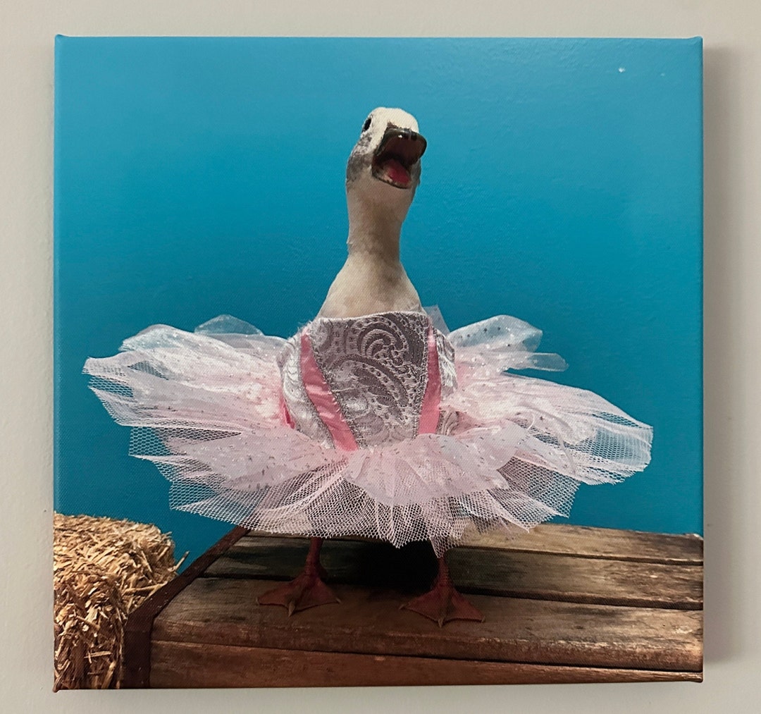 Dancing Duck Canvas Print: Noodles in Tutu (12" X 12") - Etsy