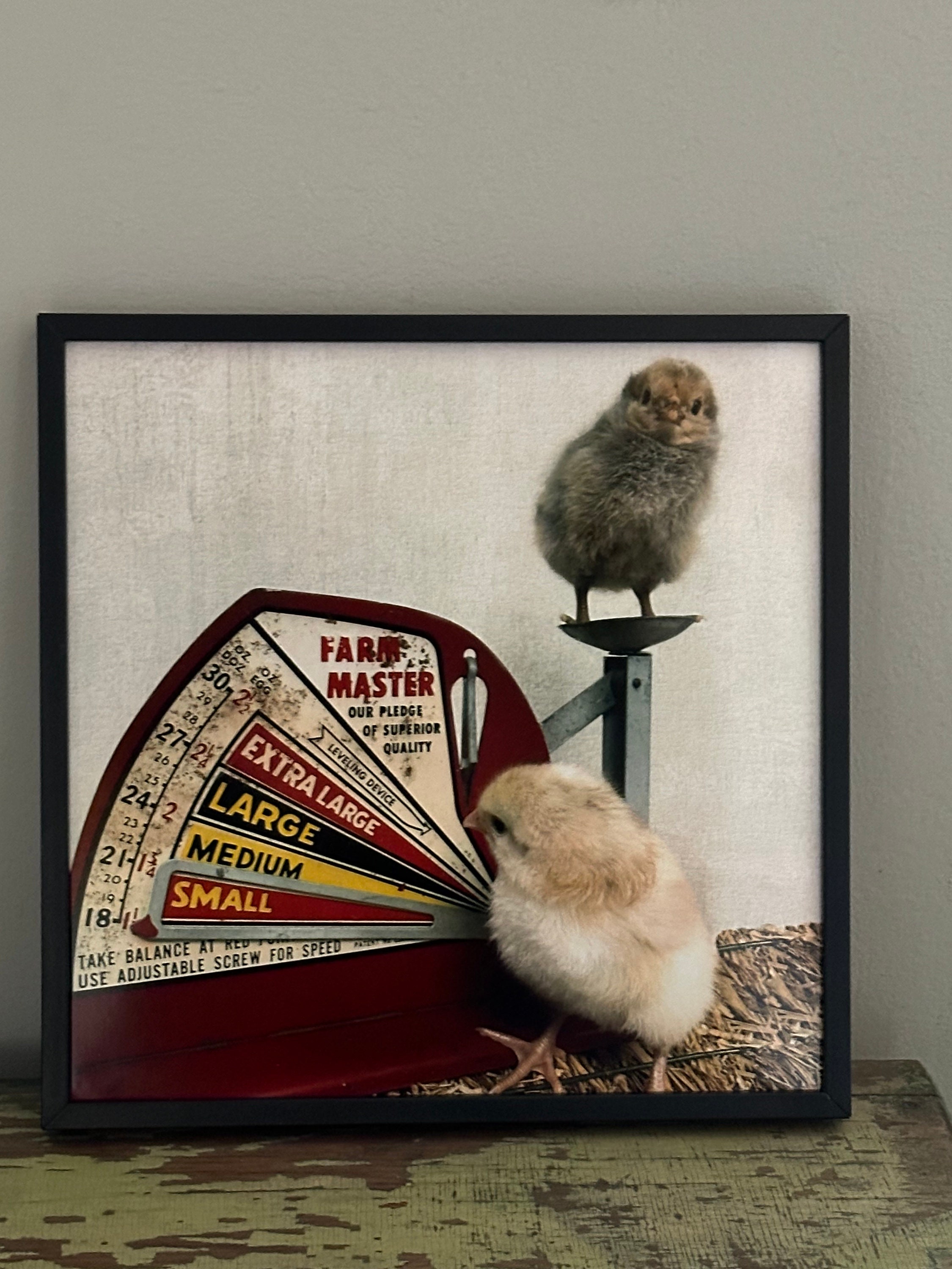 8" X 8" Framed - Chicks With Antique Egg Scale - Tilepix - Etsy