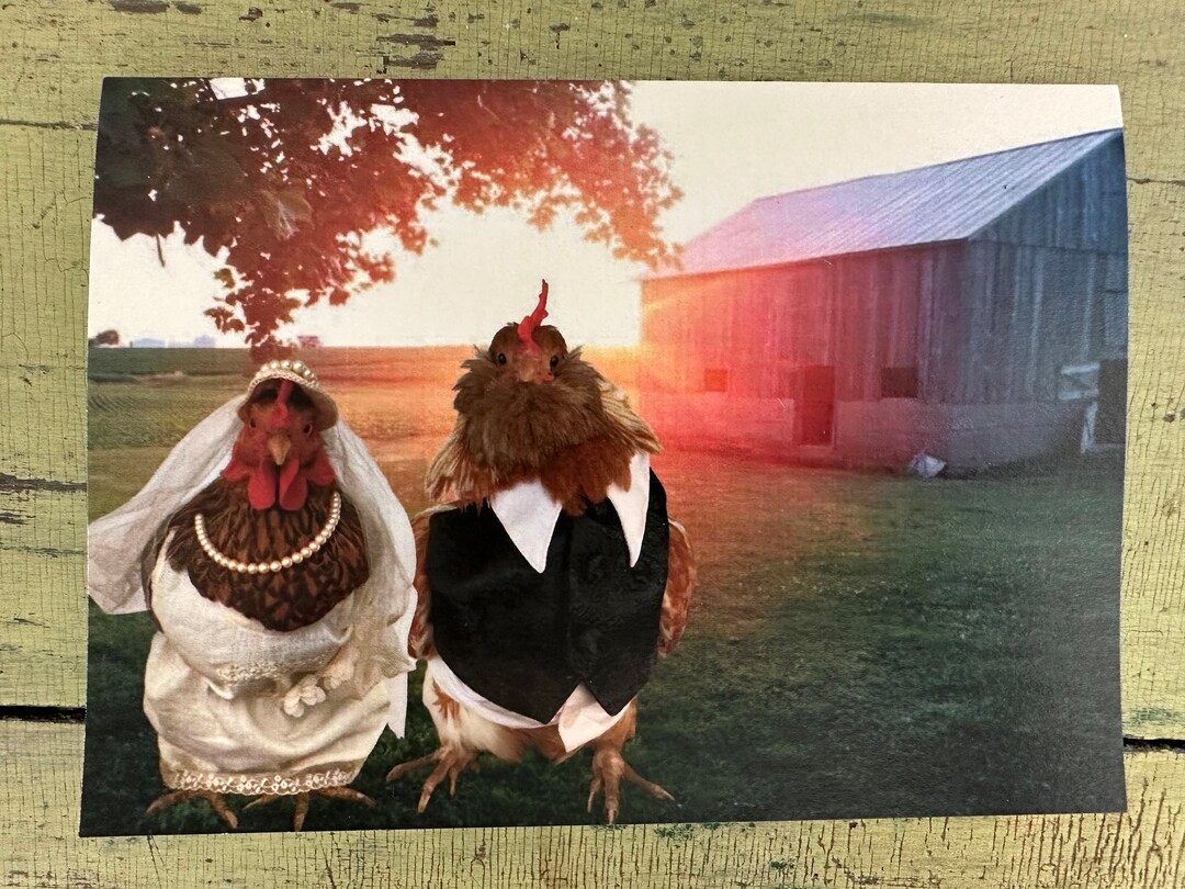 5 X 7 Card Wedding Chickens dressed up Chickens in Front of Barn ...