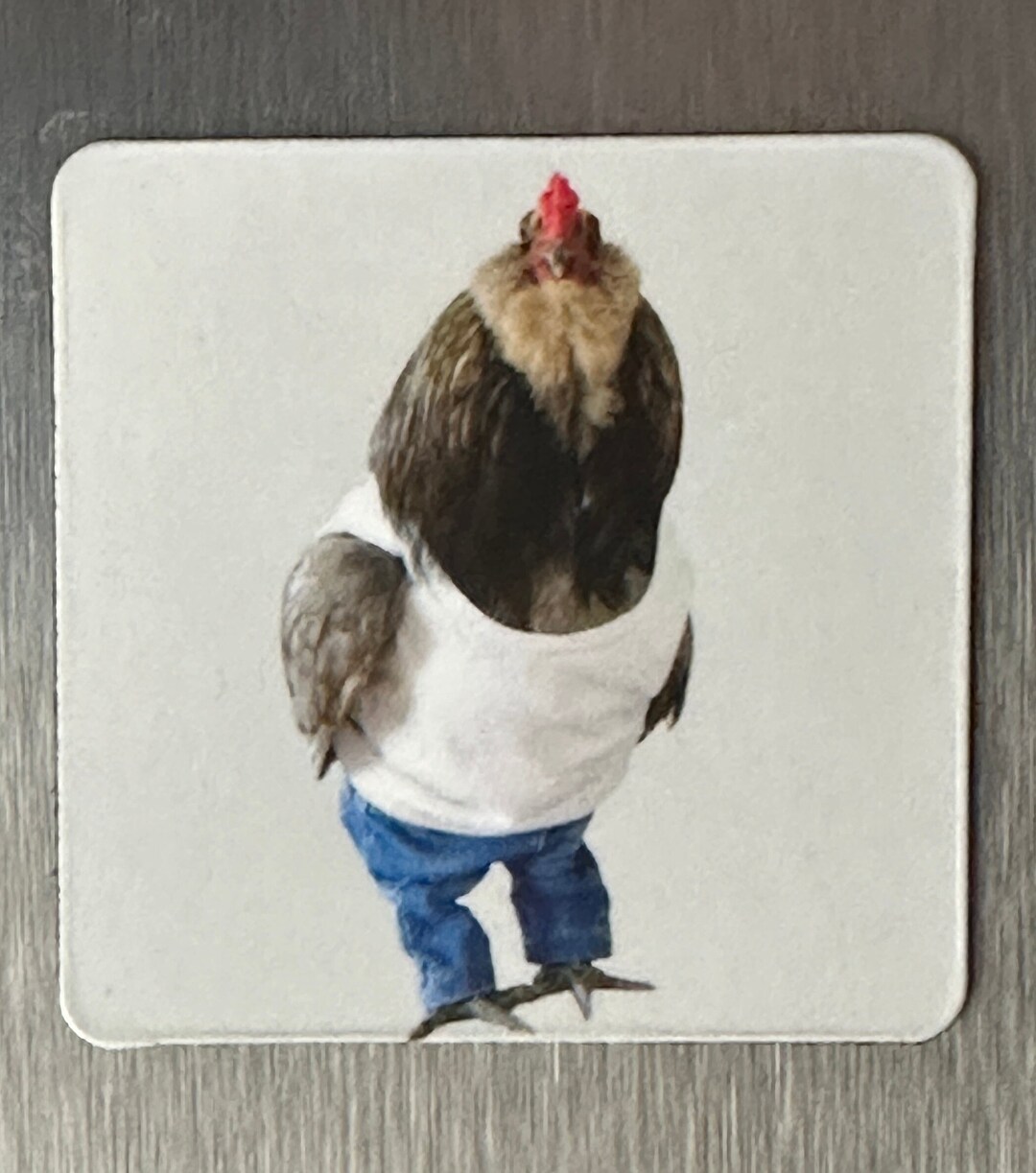 2x2 Small Magnet Rooster in Jeans and Tank Top Cream Background Free ...