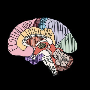 Labeled Brain Digital Print - Etsy