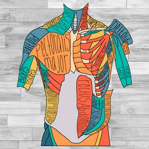 Muscle Anatomy Labeled Abdominal Muscles - Etsy