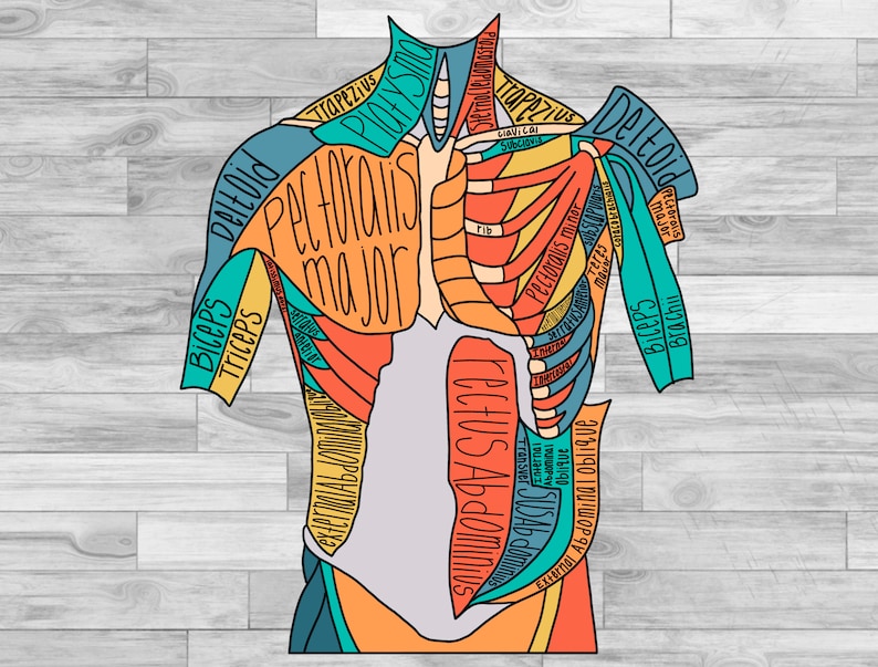 Muscle Anatomy Labeled Abdominal Muscles - Etsy