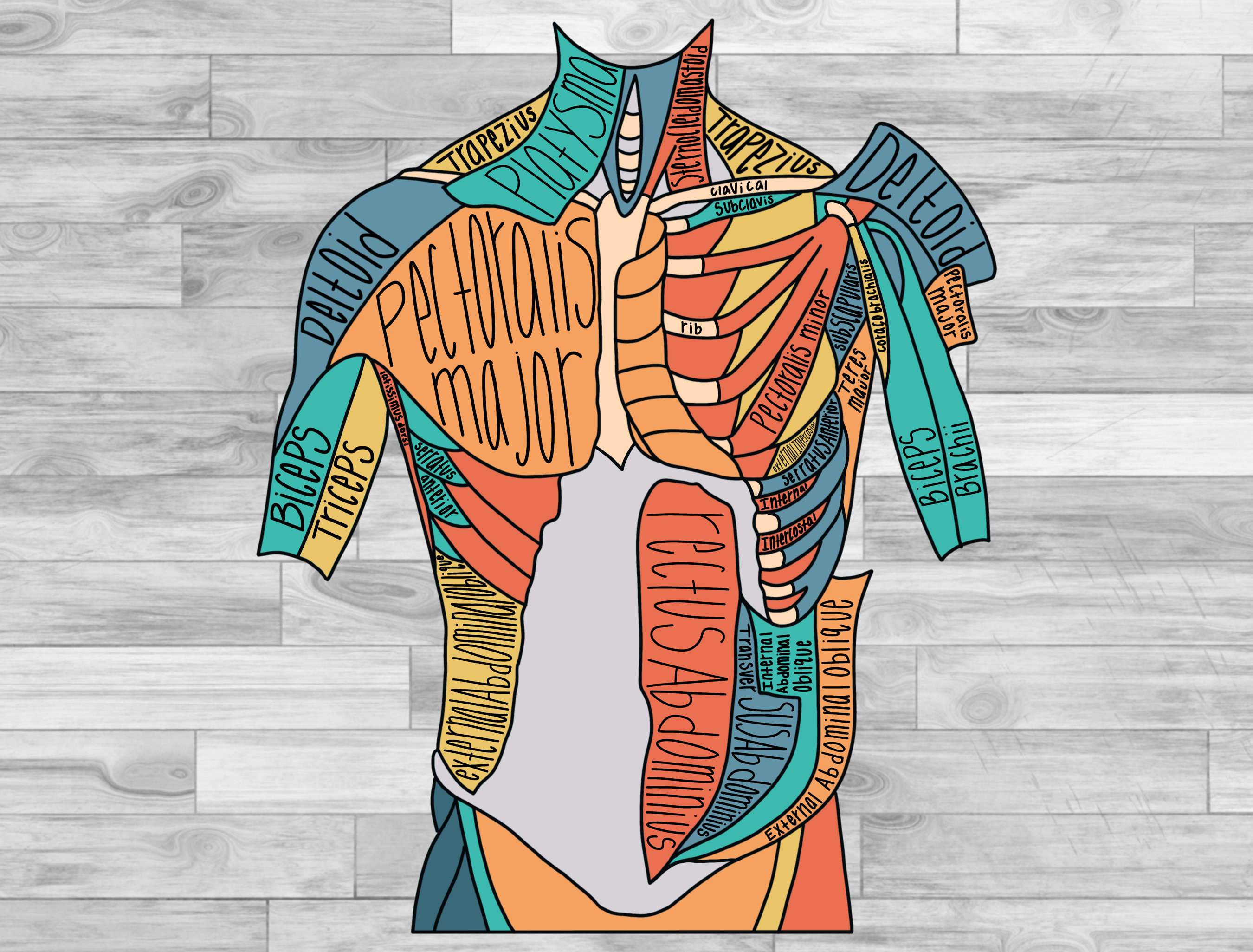 Muscle Anatomy Labeled Abdominal Muscles - Etsy