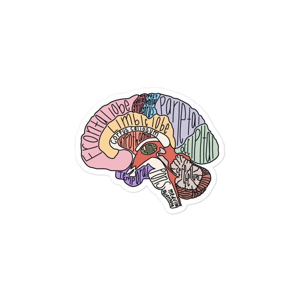 Labeled Brain Anatomy Sticker - Etsy