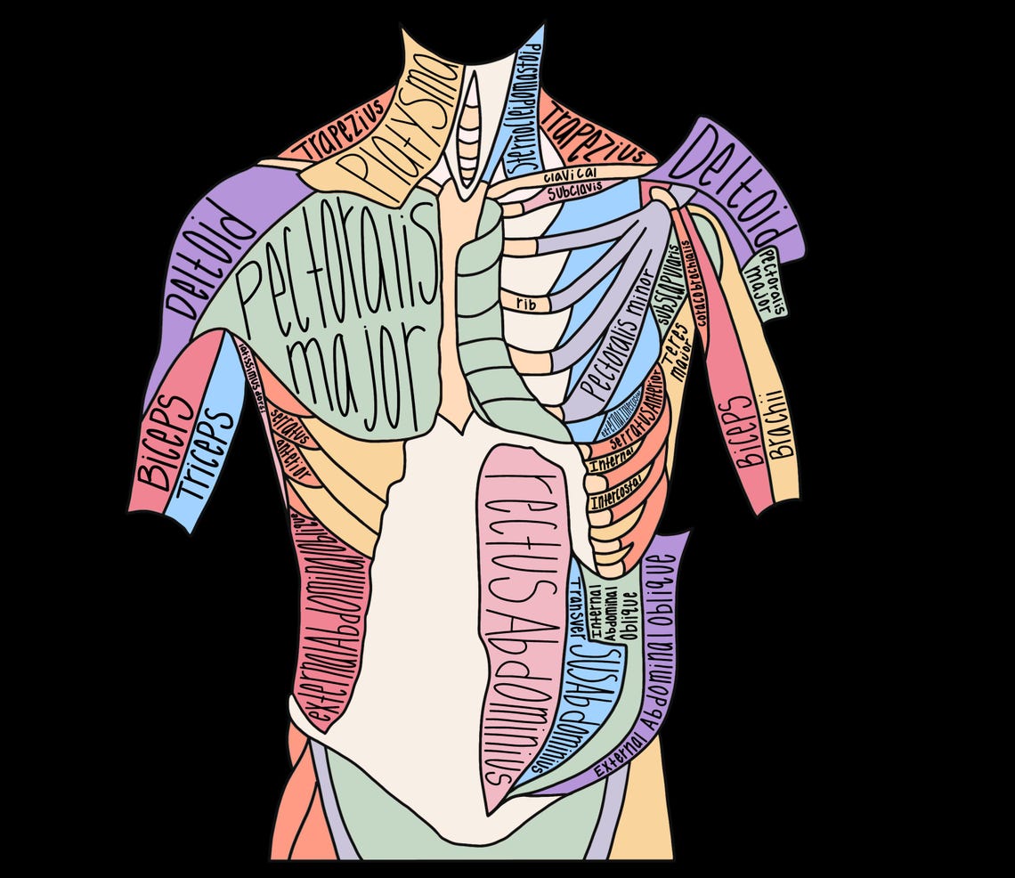 Labeled Muscle Diagrams Pastel - DIGITAL FILES - Etsy