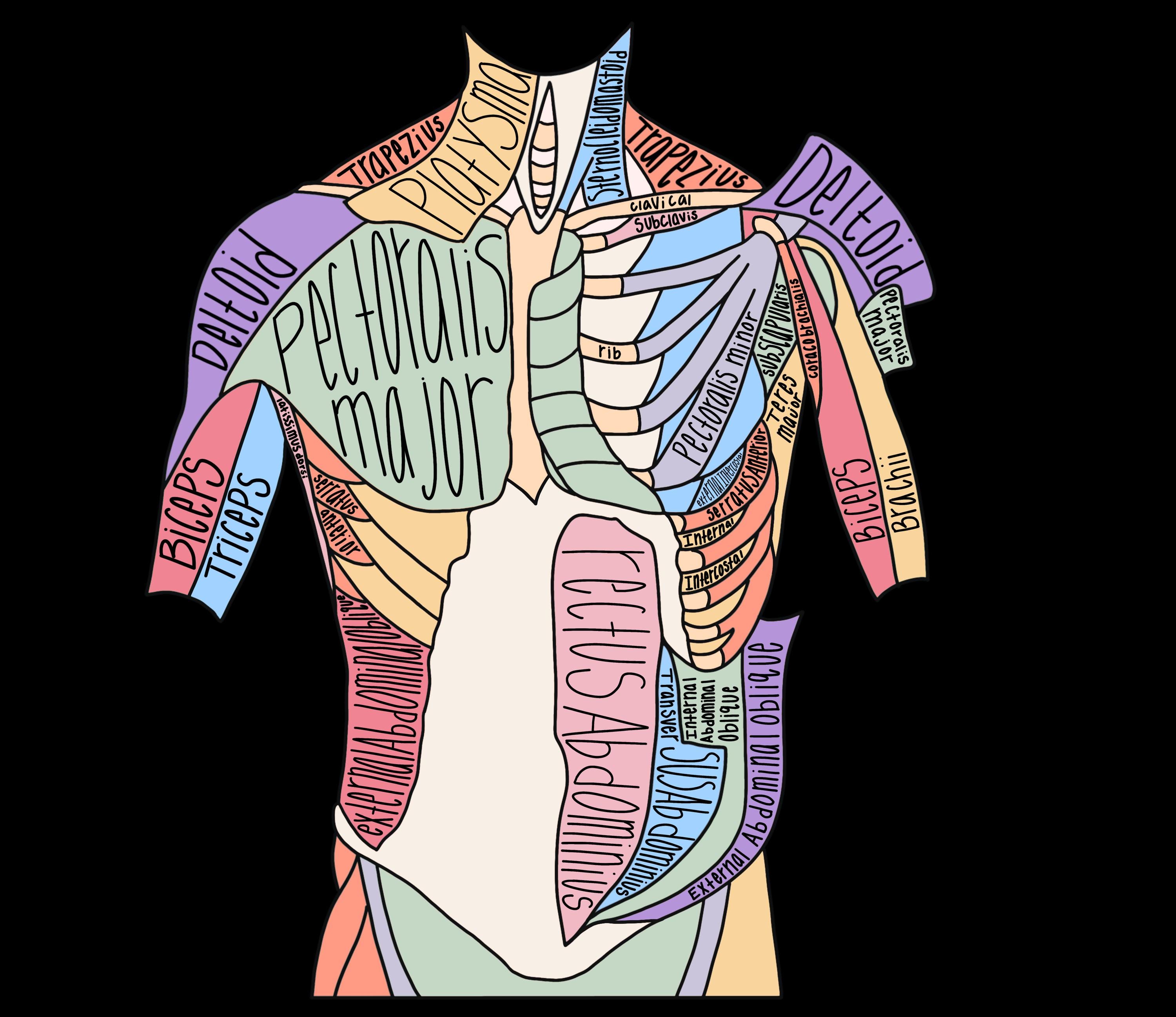 Labeled Muscle Diagrams Pastel - DIGITAL FILES - Etsy