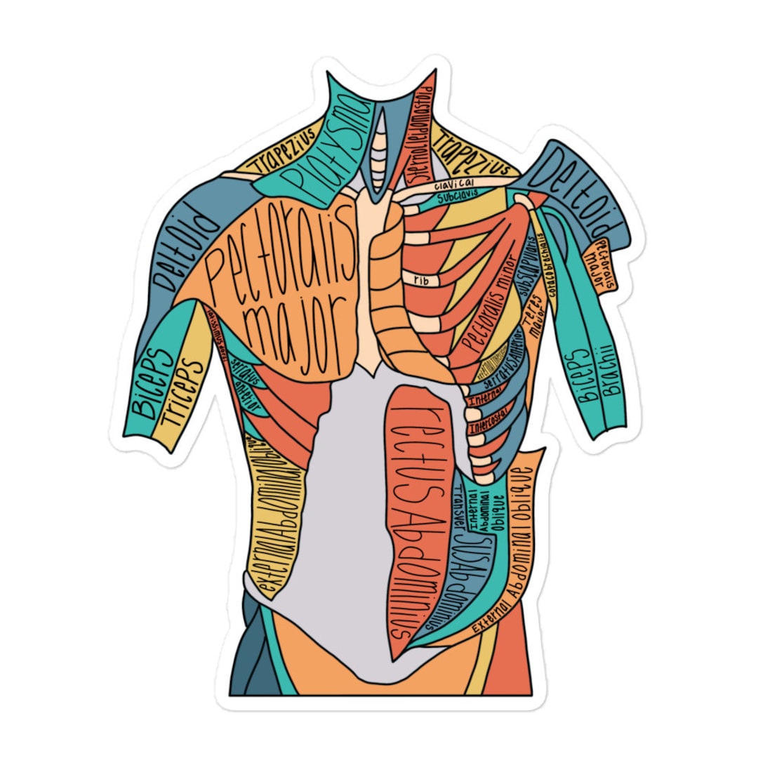 Muscle Anatomy Labeled Abdominal Muscles - Etsy