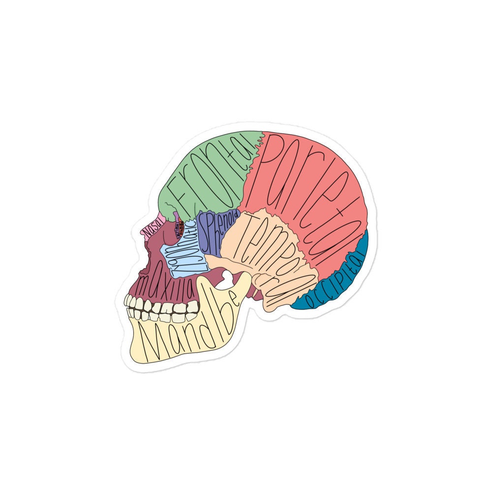 Labeled Skull Bone Anatomy Study Tool - Etsy