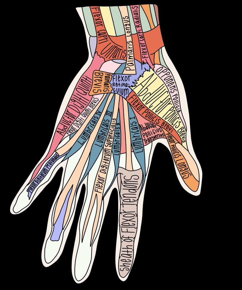 Hand Anatomy - Labeled Diagram of the Hand - DIGITAL FILE - Etsy UK