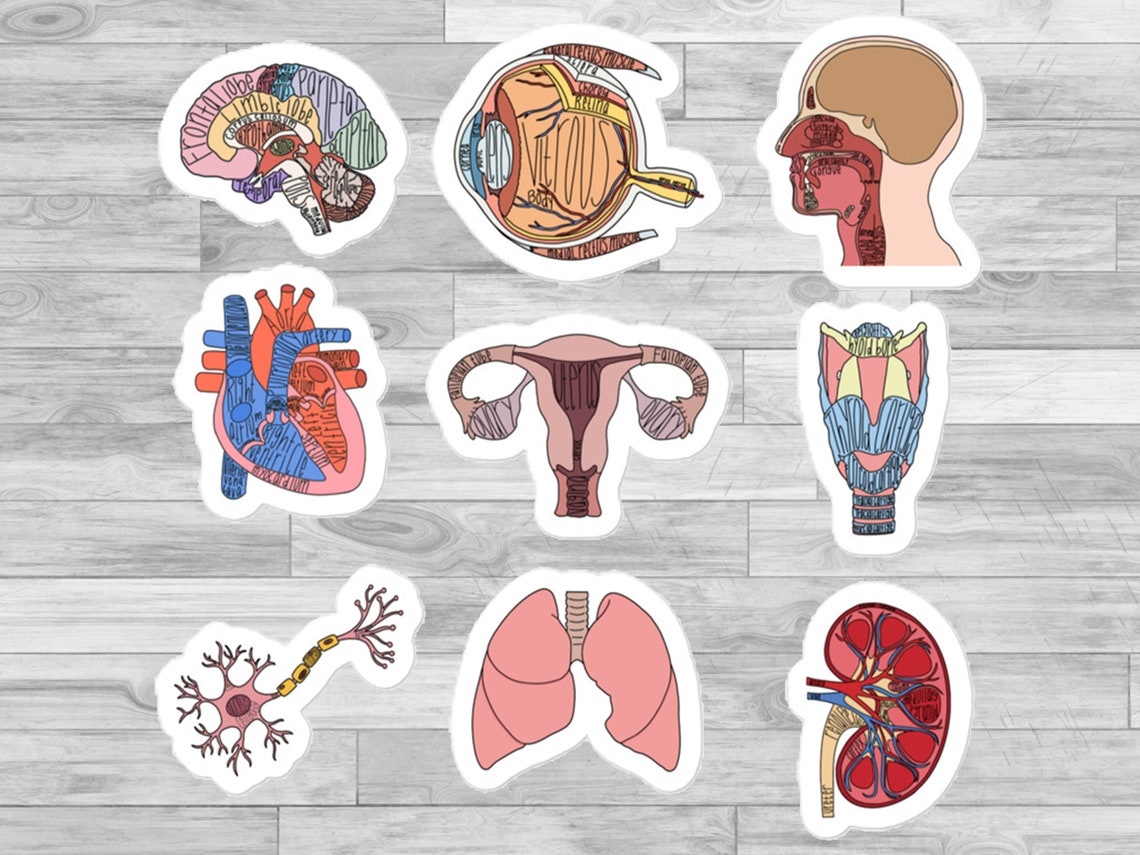 Anatomy Study Pack Labeled Organs - Etsy