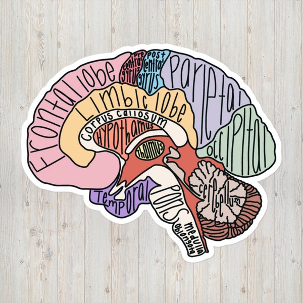 Brain Anatomy Labeled Sticker - Etsy