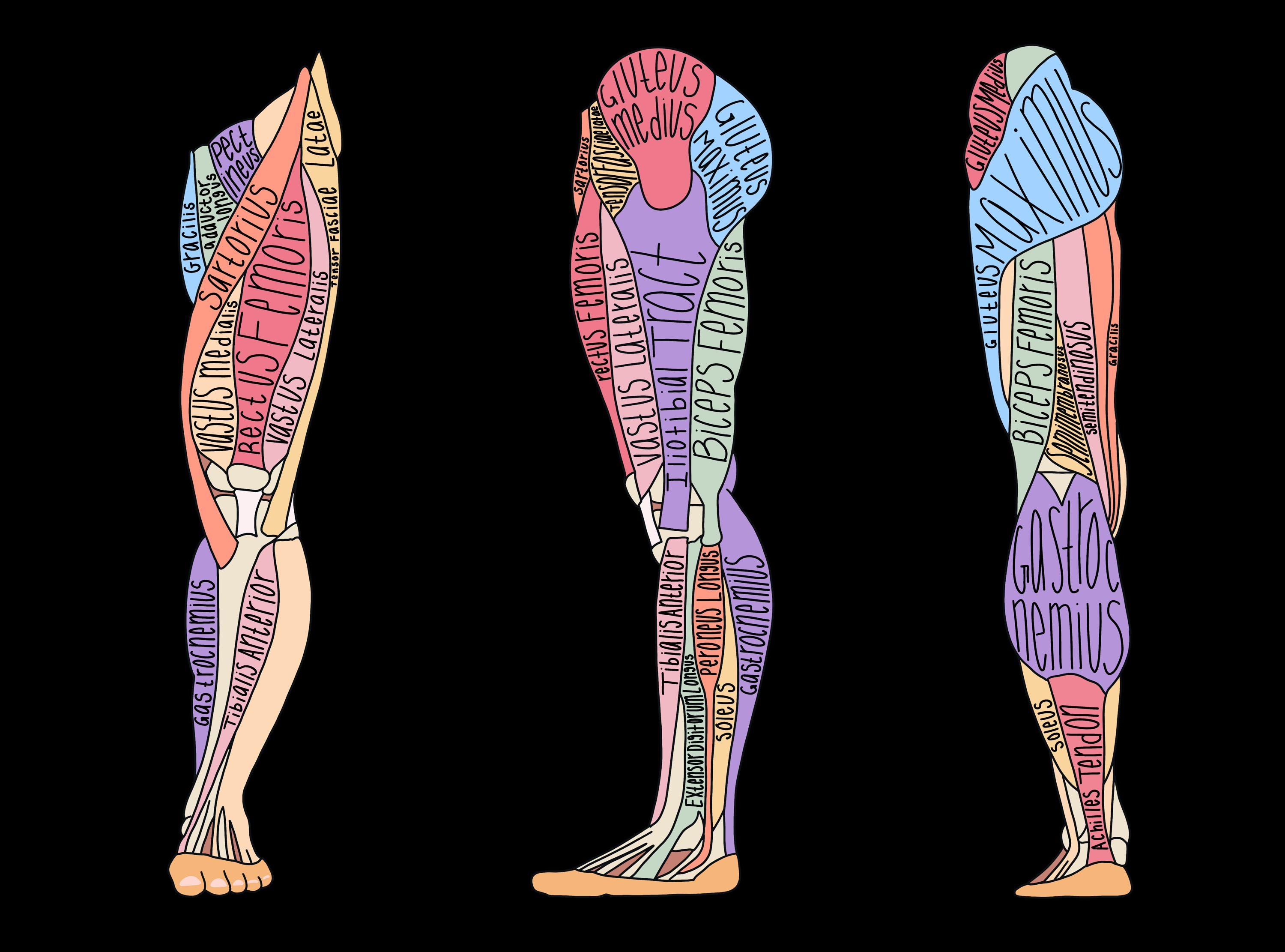 Labeled Muscle Diagrams Pastel - DIGITAL FILES - Etsy