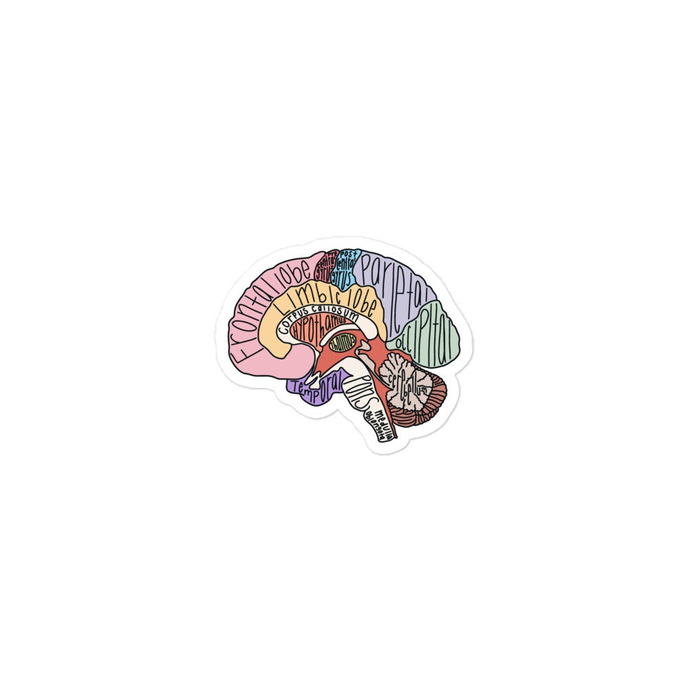 Labeled Brain Anatomy Sticker - Etsy