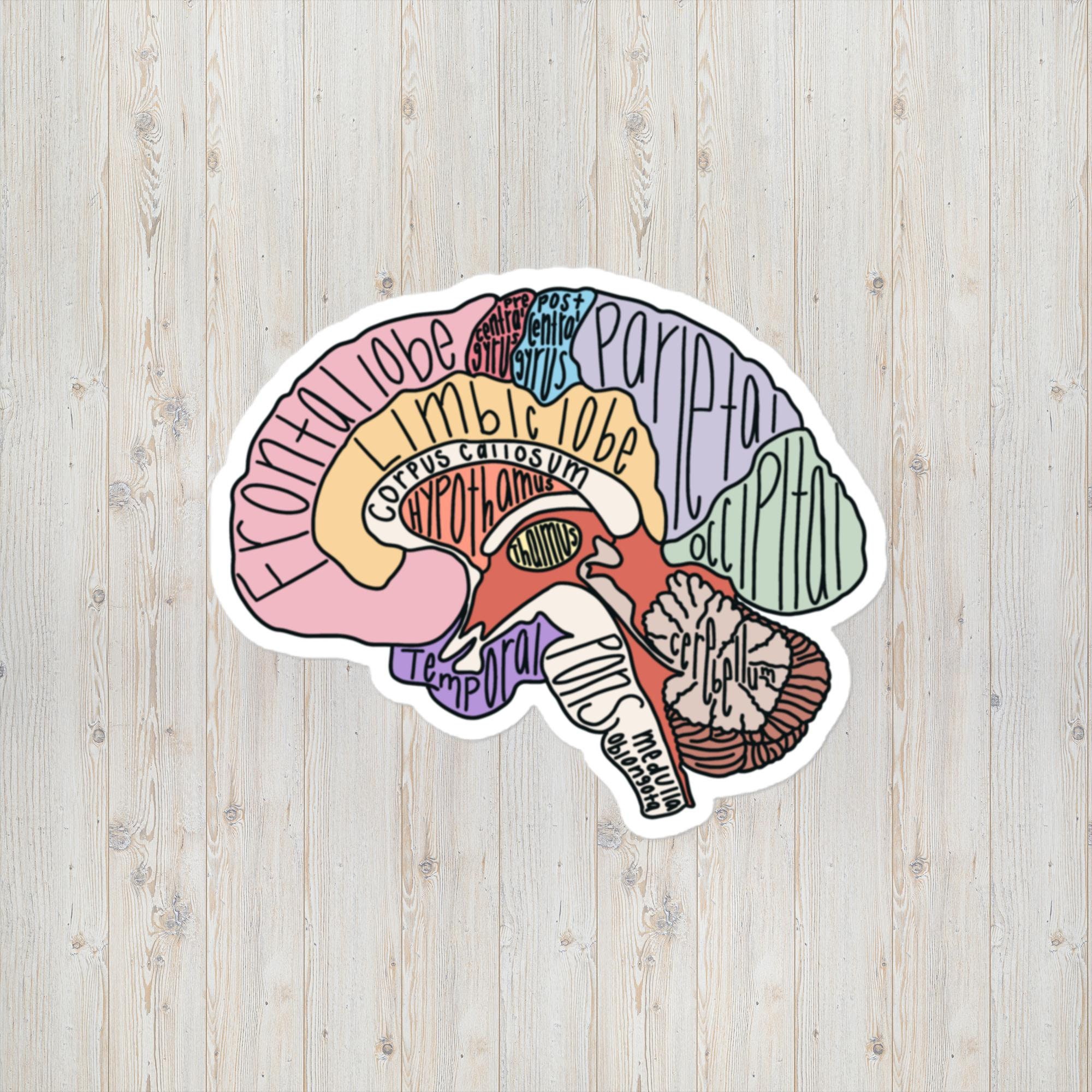 Labeled Brain Anatomy Sticker - Etsy UK