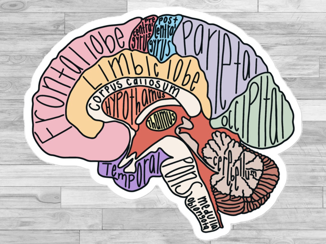 Labeled Brain Digital Print - Etsy