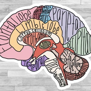 Labeled Brain Digital Print - Etsy
