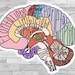 Labeled Brain Digital Print - Etsy