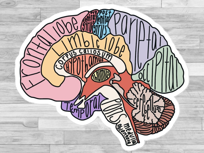 Labeled Brain Digital Print - Etsy
