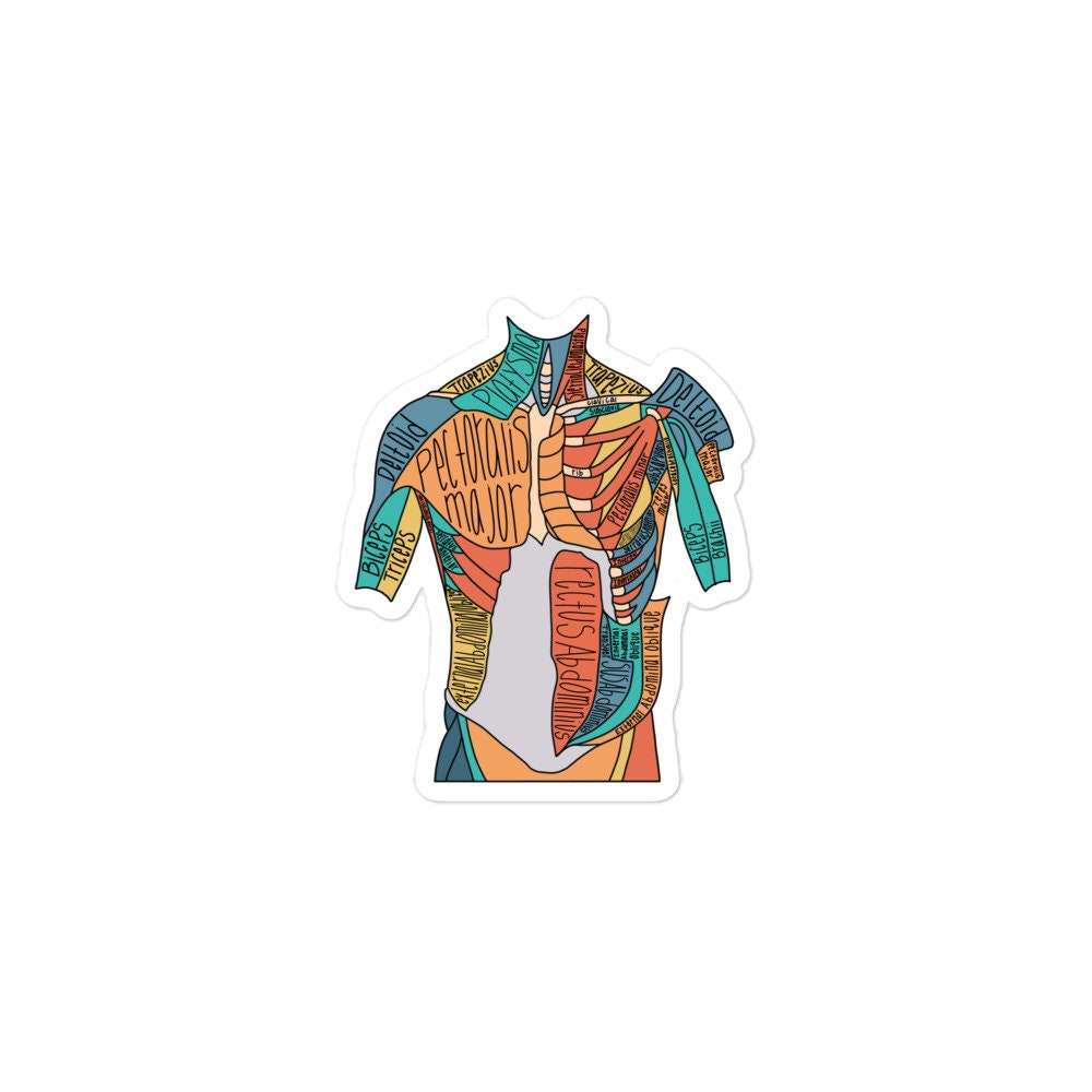 Muscle Anatomy Labeled Abdominal Muscles - Etsy