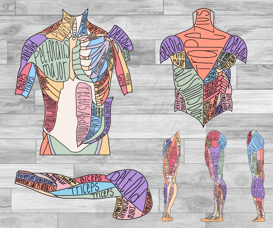 Labeled Muscle Diagrams Pastel - DIGITAL FILES - Etsy