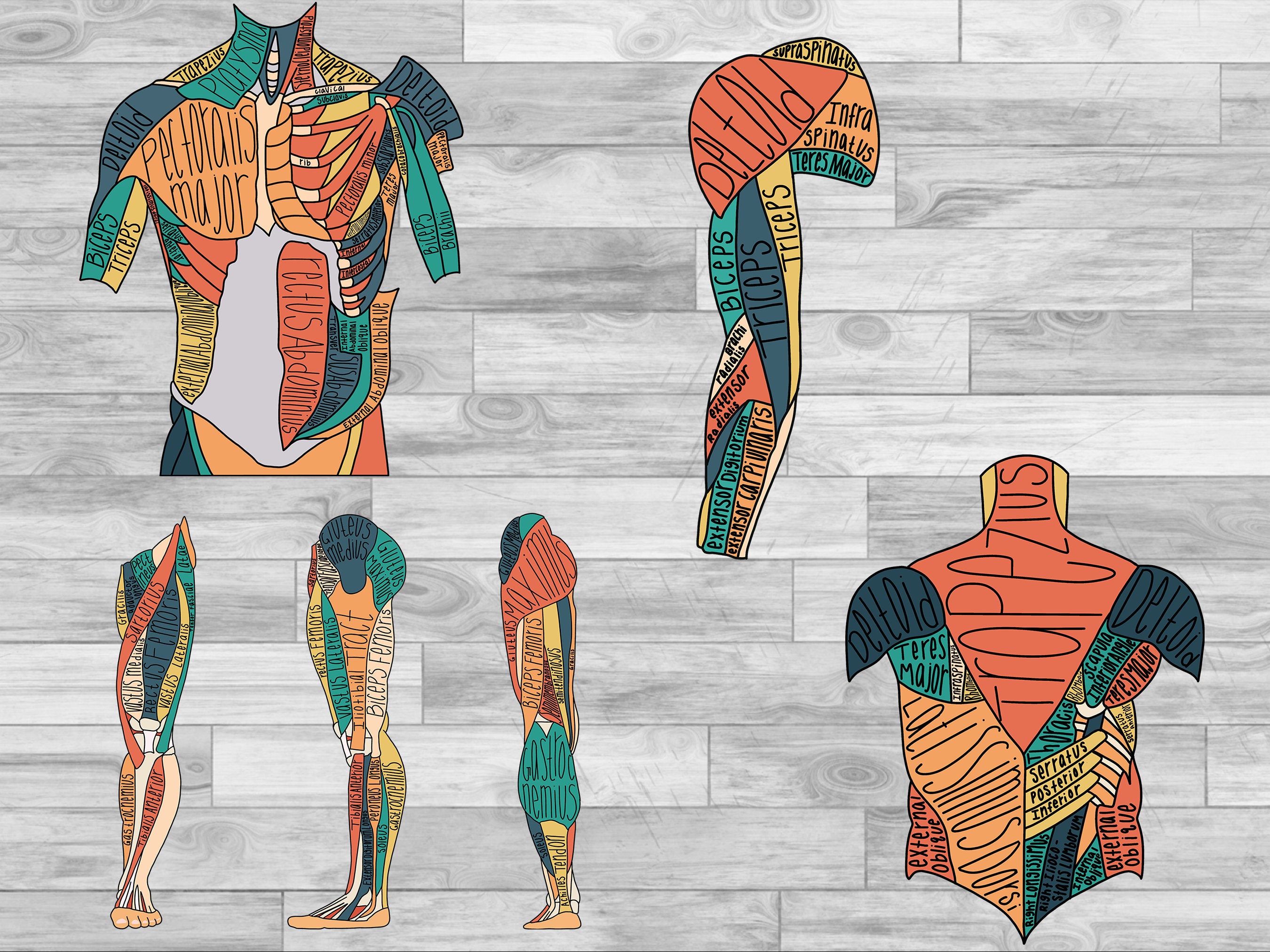 Labeled Muscle Anatomy of the Back, Legs, Arms, and Abdomen. DIGITAL ...