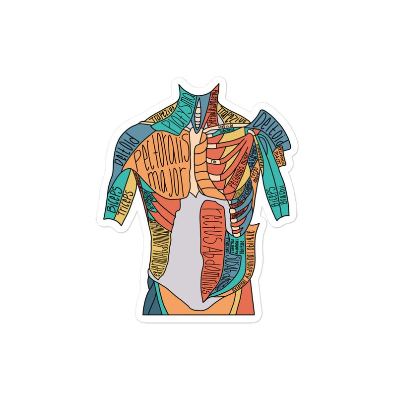 Muscle Anatomy Labeled Abdominal Muscles - Etsy