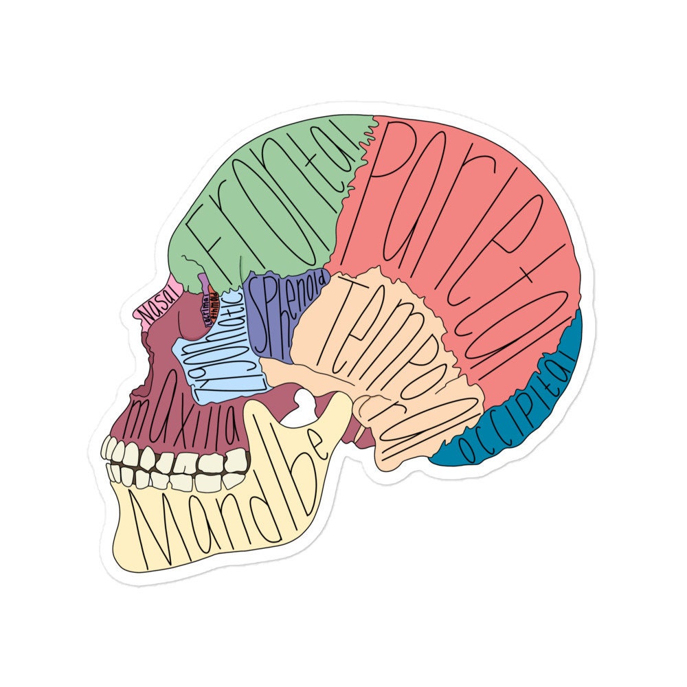 Labeled Skull Bone Anatomy Study Tool - Etsy