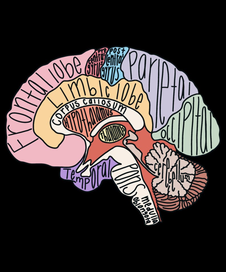 Labeled Brain Digital Print - Etsy