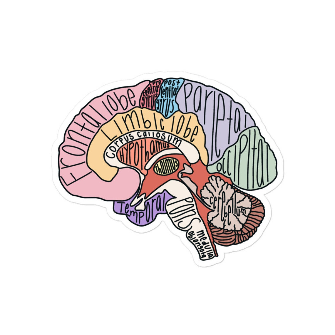 Labeled Brain Anatomy Sticker - Etsy