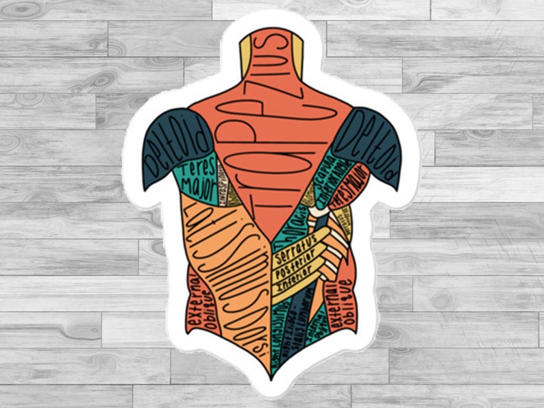 Labeled Back Muscle Anatomy Study Tool - Etsy