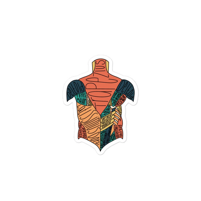 Labeled Back Muscle Anatomy Study Tool - Etsy