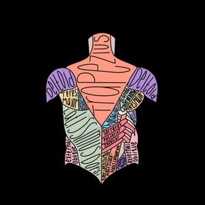 Labeled Muscle Diagrams Pastel - DIGITAL FILES - Etsy