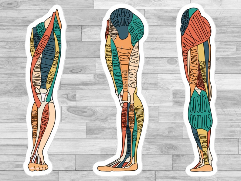 Labeled Leg Muscle Anatomy Study Tool - Etsy