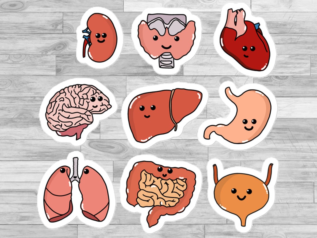 Cute Smiling Organs Sticker Pack - Etsy