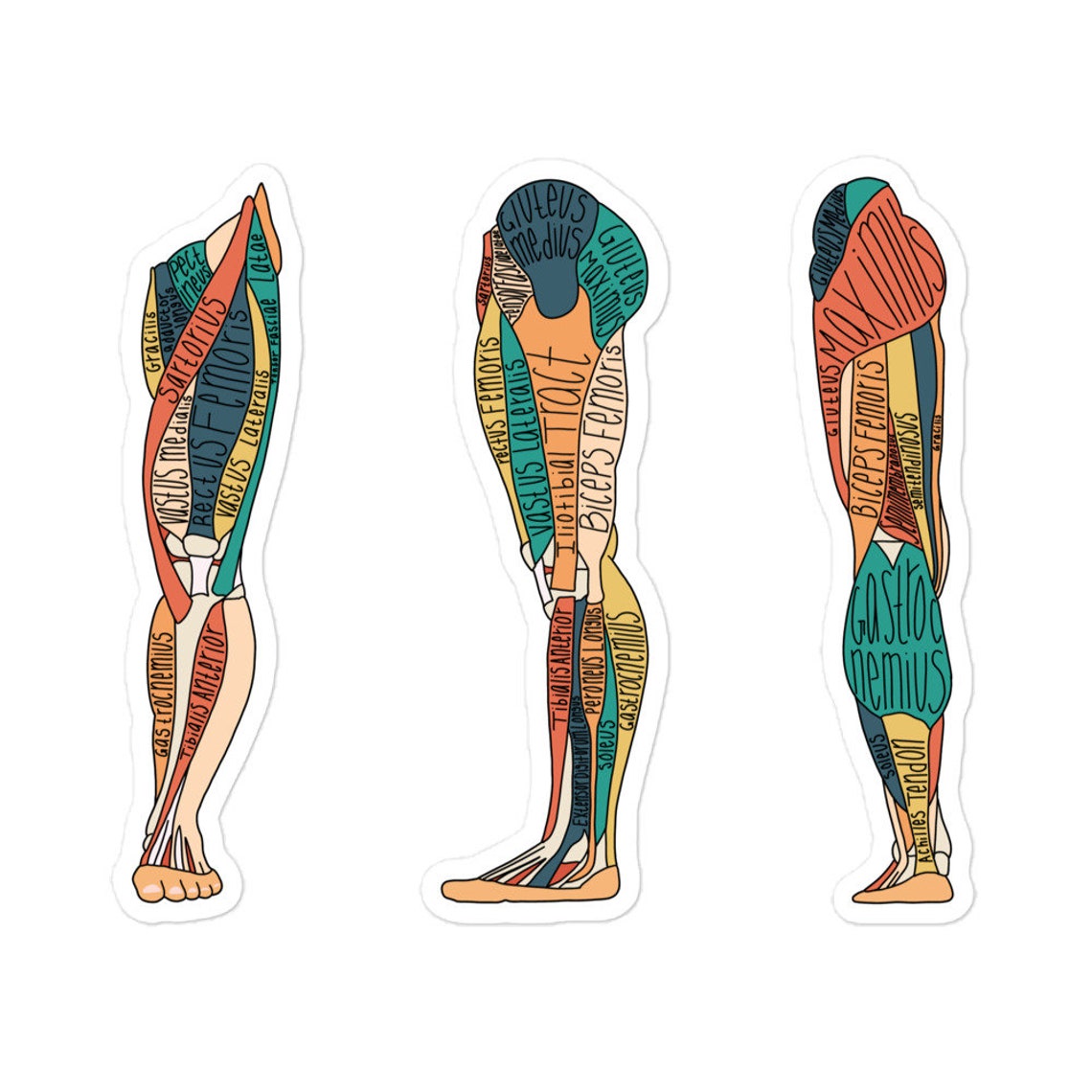 Labeled Leg Muscle Anatomy Study Tool - Etsy