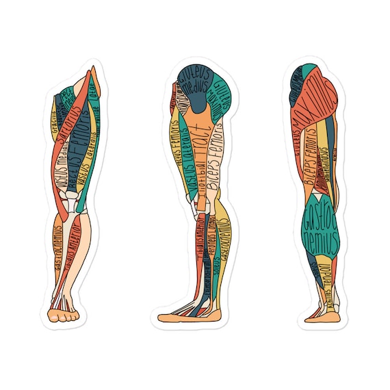 Leg Anatomy Labeled