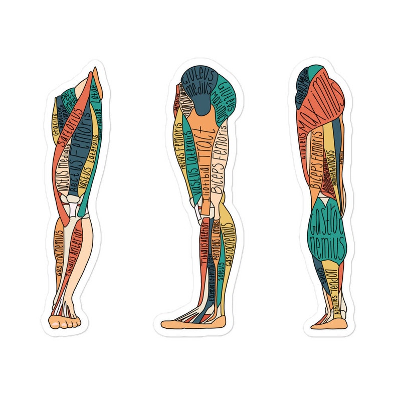 Labeled Leg Muscle Anatomy Study Tool - Etsy