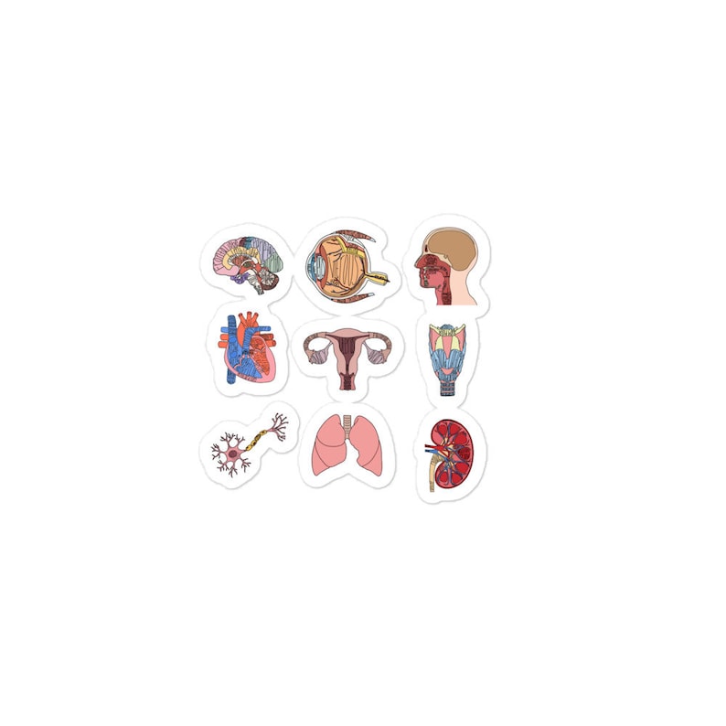 Anatomy Study Pack Labeled Organs - Etsy