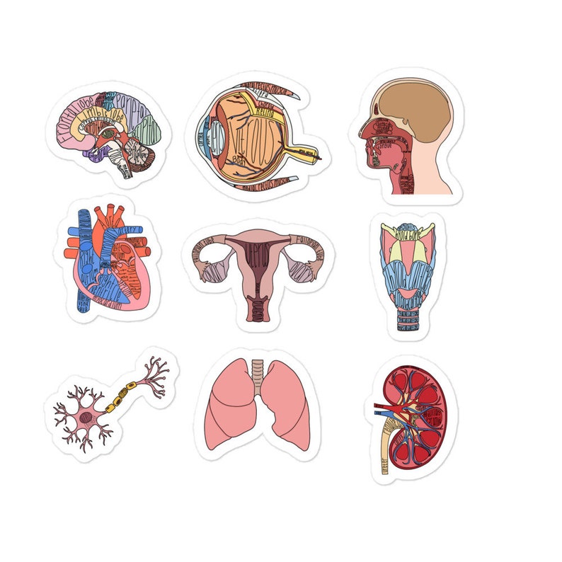Anatomy Study Pack Labeled Organs - Etsy