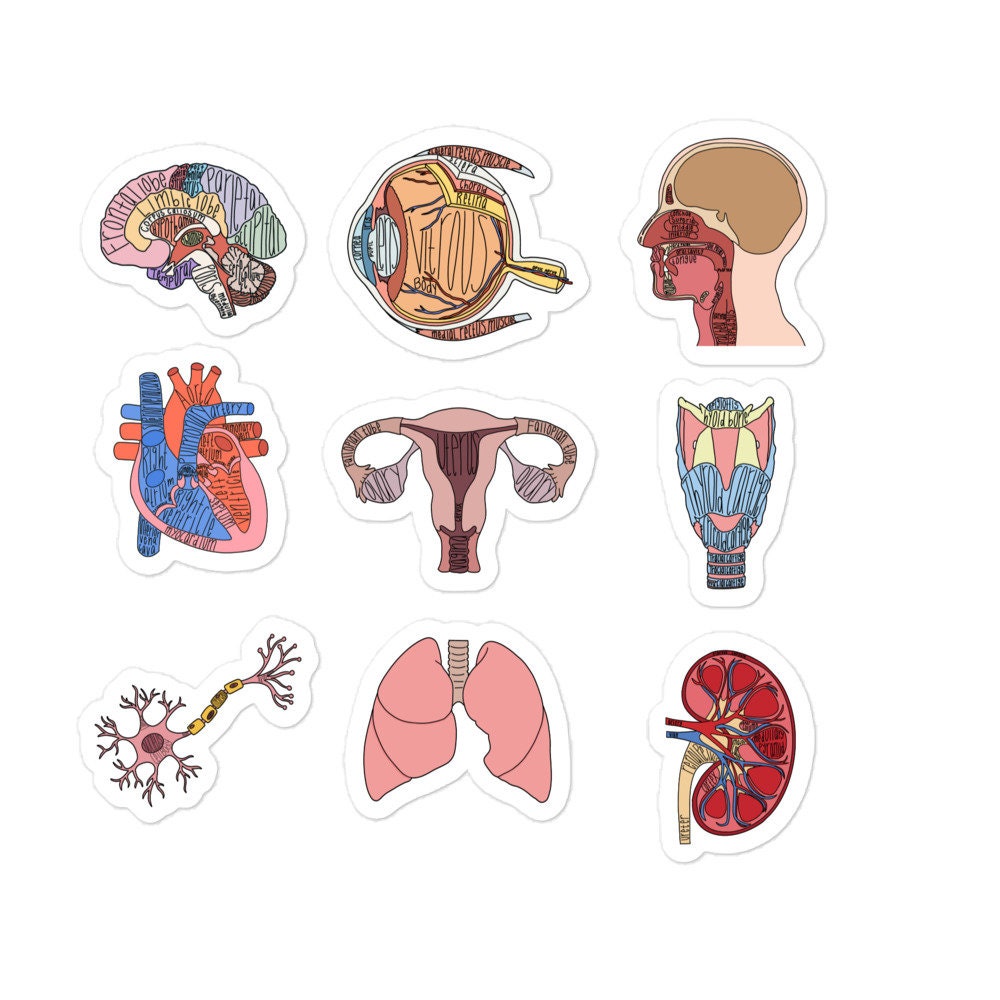 Anatomy Study Pack Labeled Organs - Etsy