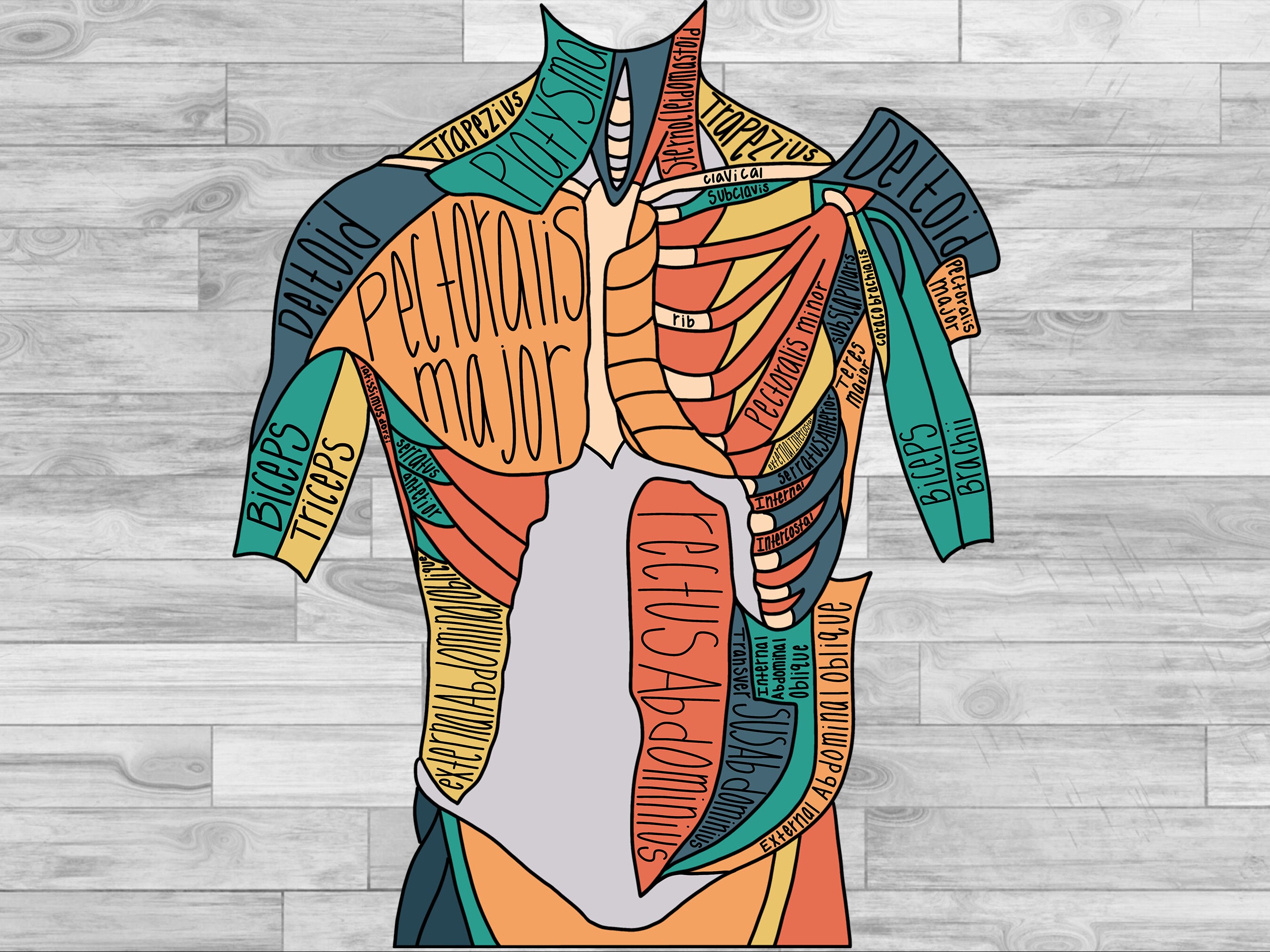 Labeled Muscle Anatomy of the Back, Legs, Arms, and Abdomen. DIGITAL ...