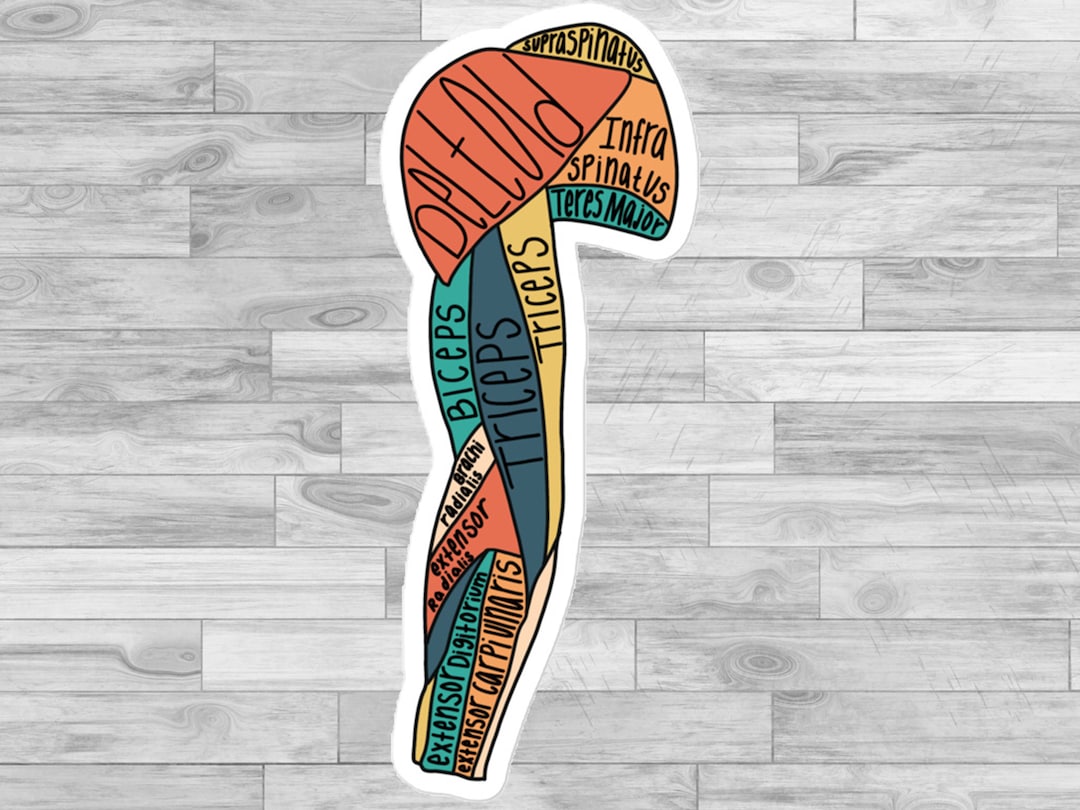 Labeled Arm Muscles Anatomy Study Tool - Etsy