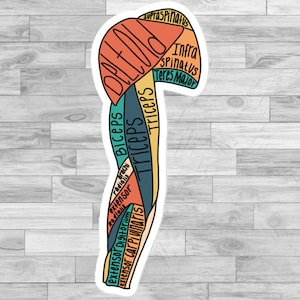 Labeled Leg Muscle Anatomy Study Tool - Etsy