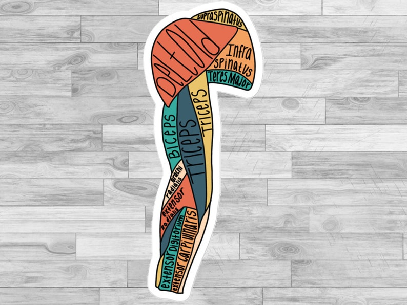 Labeled Arm Muscles Anatomy Study Tool - Etsy