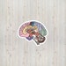 Labeled Brain Anatomy Sticker - Etsy